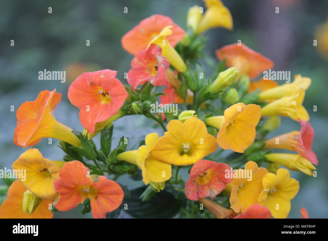 Flowers in bloom Stock Photo - Alamy