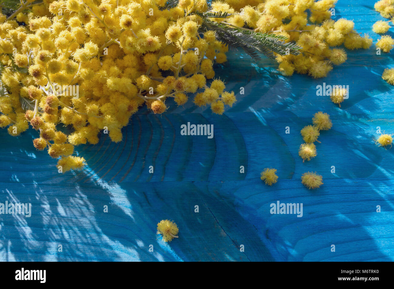 close up view of branch of mimosa flowers with blue wooden background ...