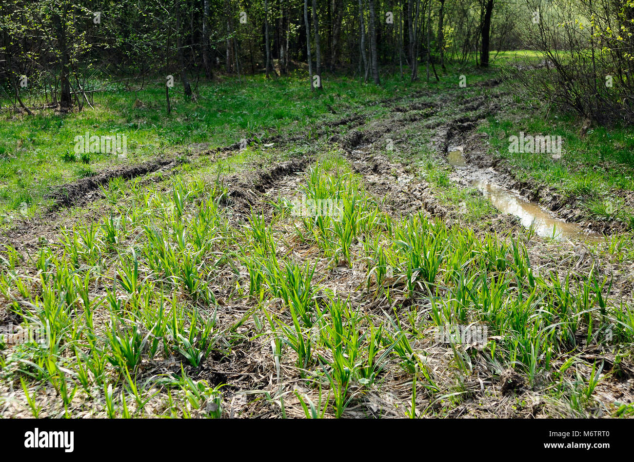 Road in spring forest Stock Photo - Alamy