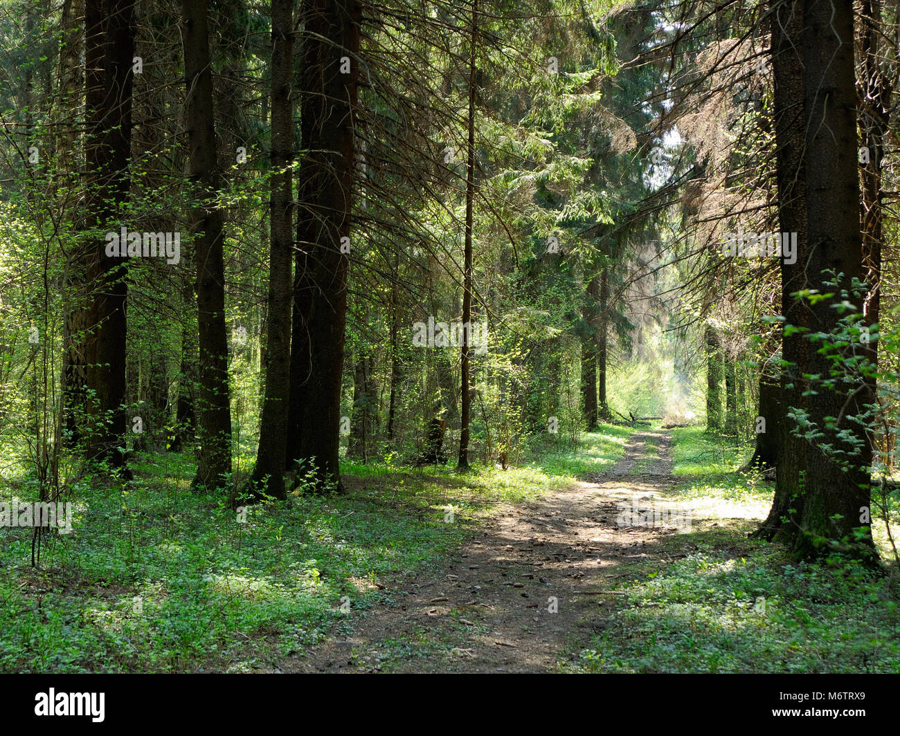 Footpath in green spring forest Stock Photo - Alamy