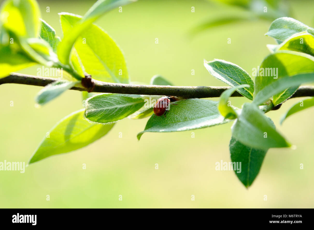 Beetle Chrysolina staphylea on a tree branch in the spring Stock Photo ...