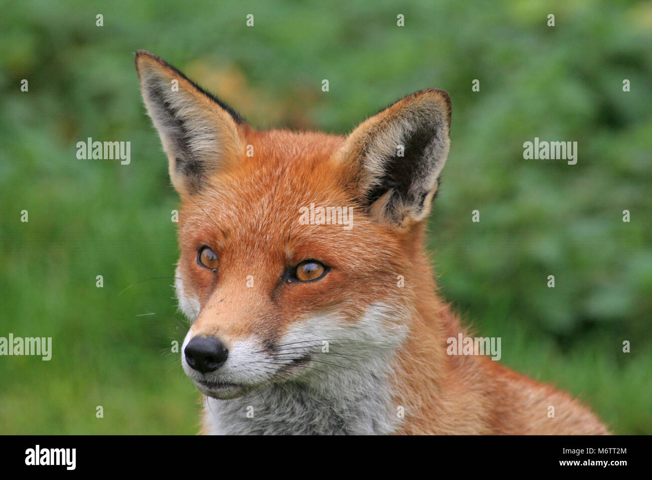 English red fox hi-res stock photography and images - Alamy