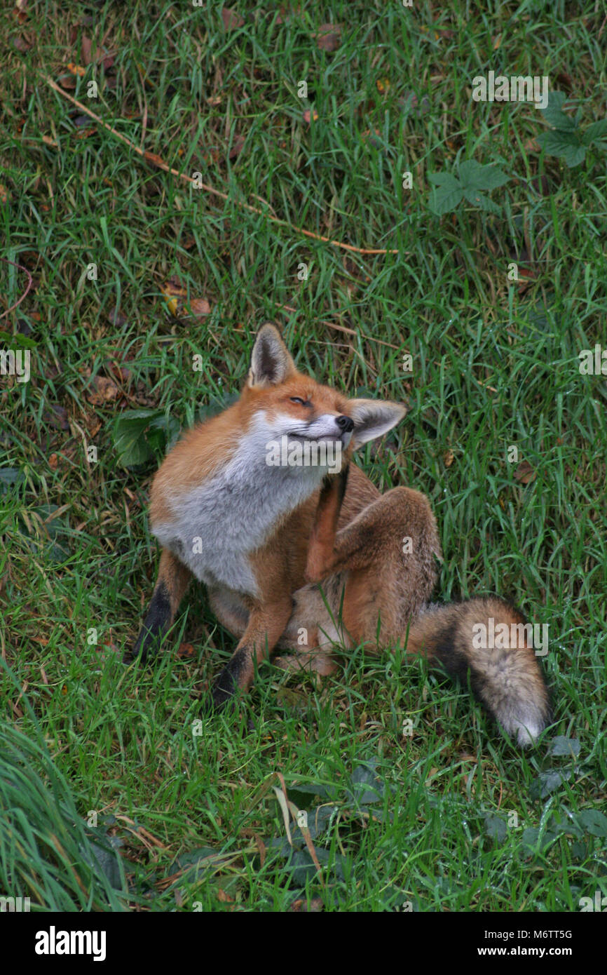 Fox scratch hi-res stock photography and images - Alamy