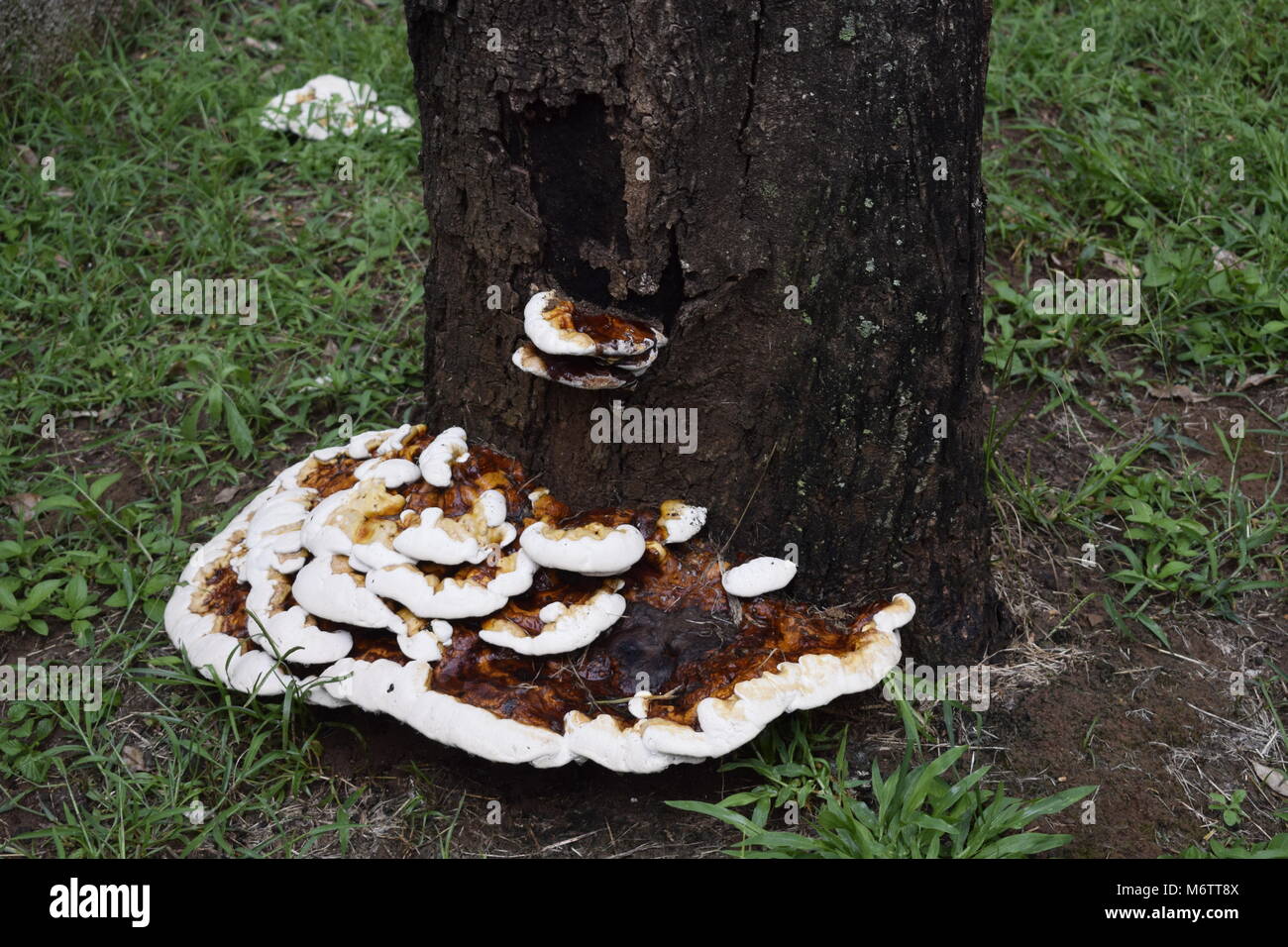 Tree Mushroom Species High Resolution Stock Photography and Images - Alamy