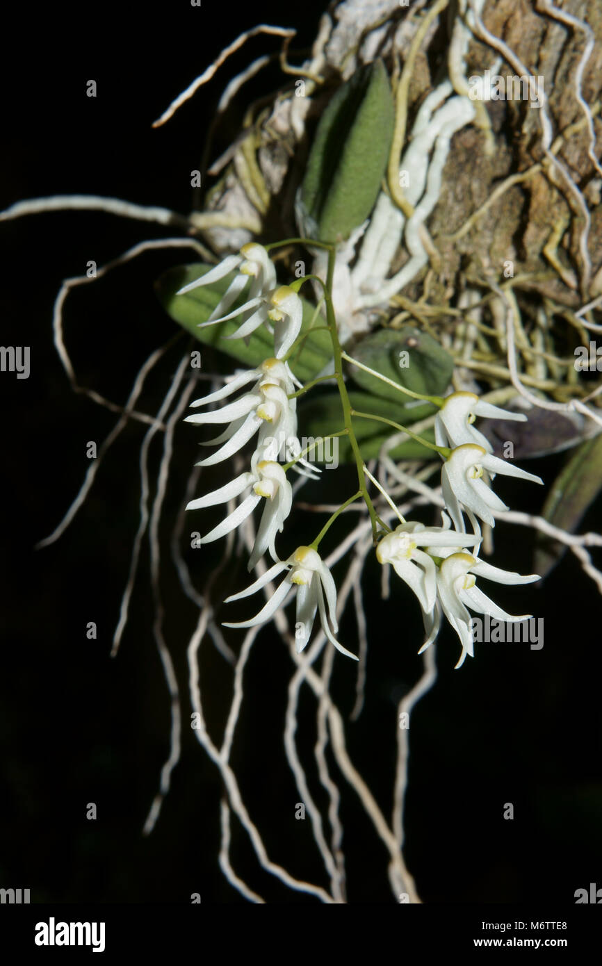 Dendrobium orchid flower photography hi-res stock photography and ...