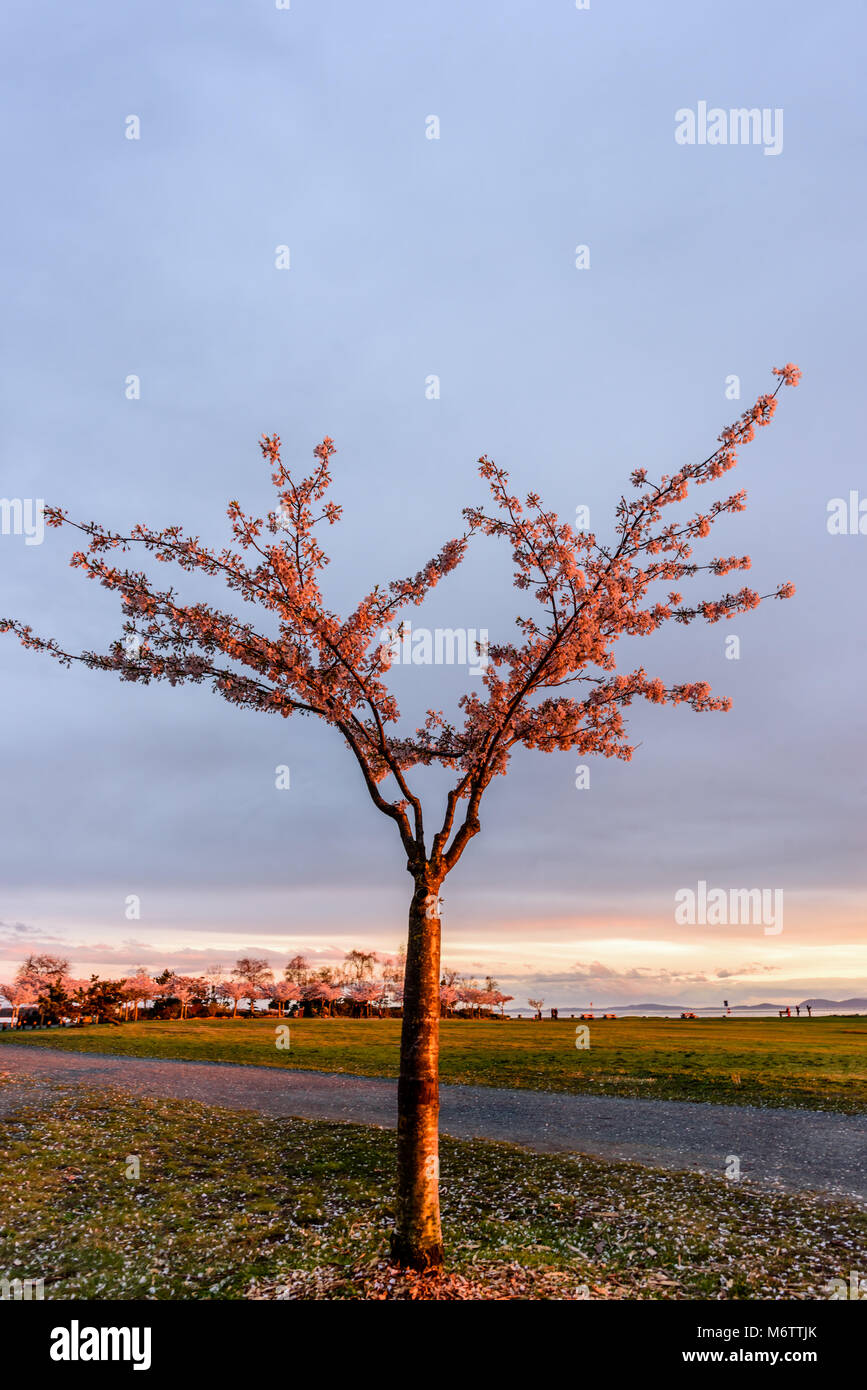 blooming cherry tree standing alone in a park, lit by the light of the ...