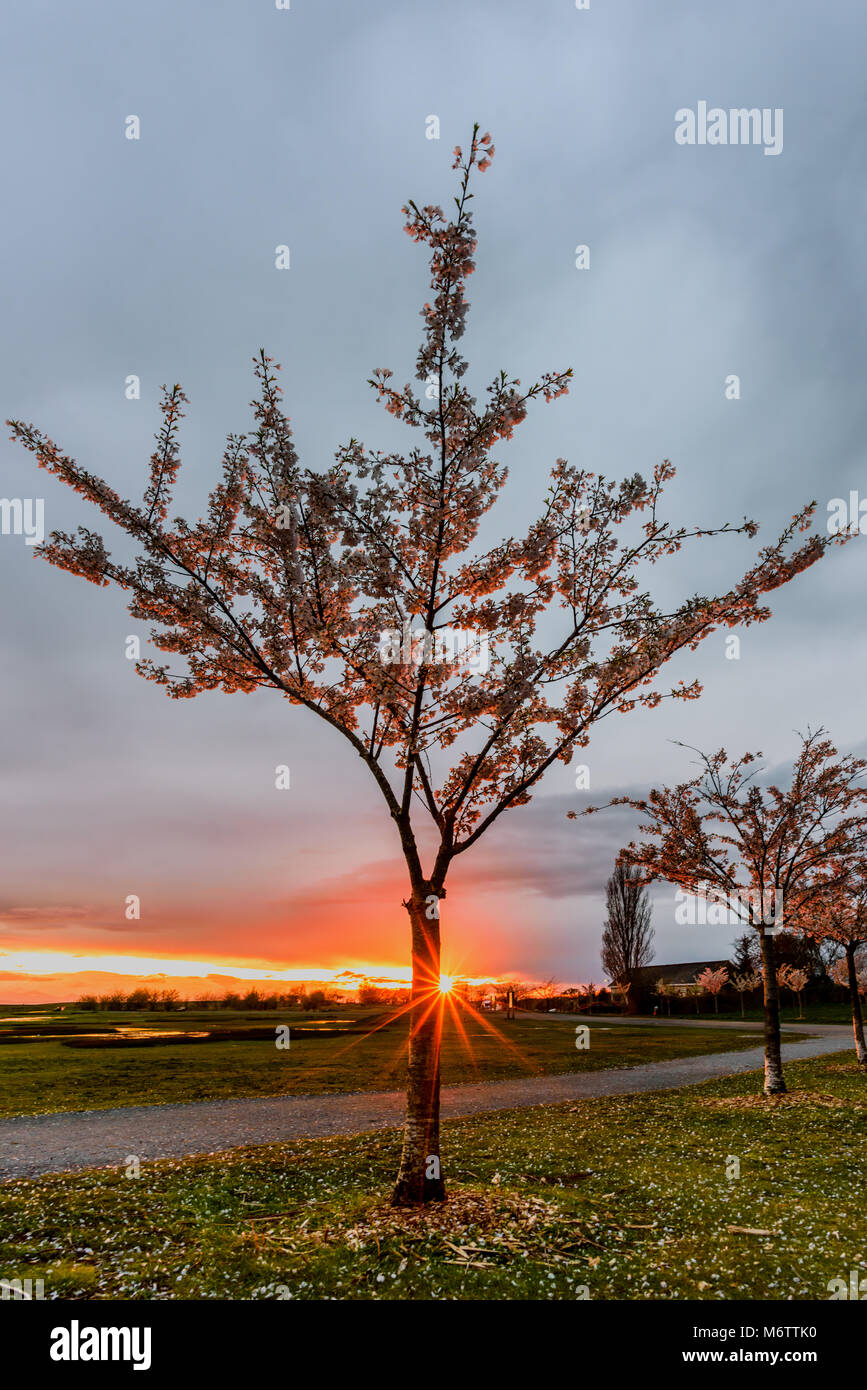 The bright sun with long red rays shines near the trunk of blossoming ...