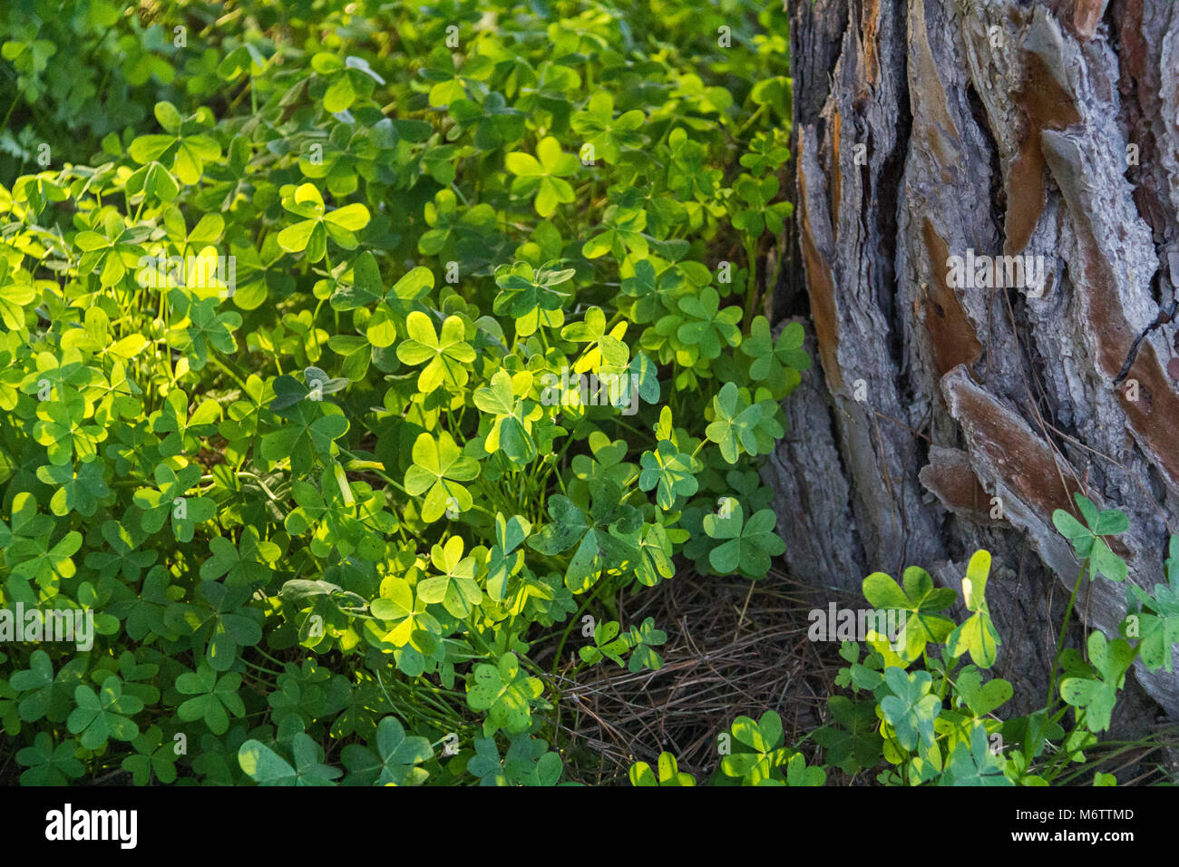 Green lush clover near the old Pine tree in the spring Forest -Top View ...