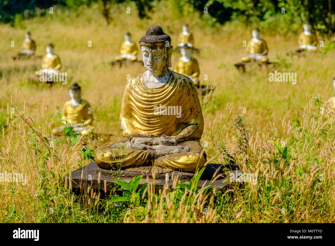 Buddha statues of Lumbini Garden, placed on a meadow between trees ...