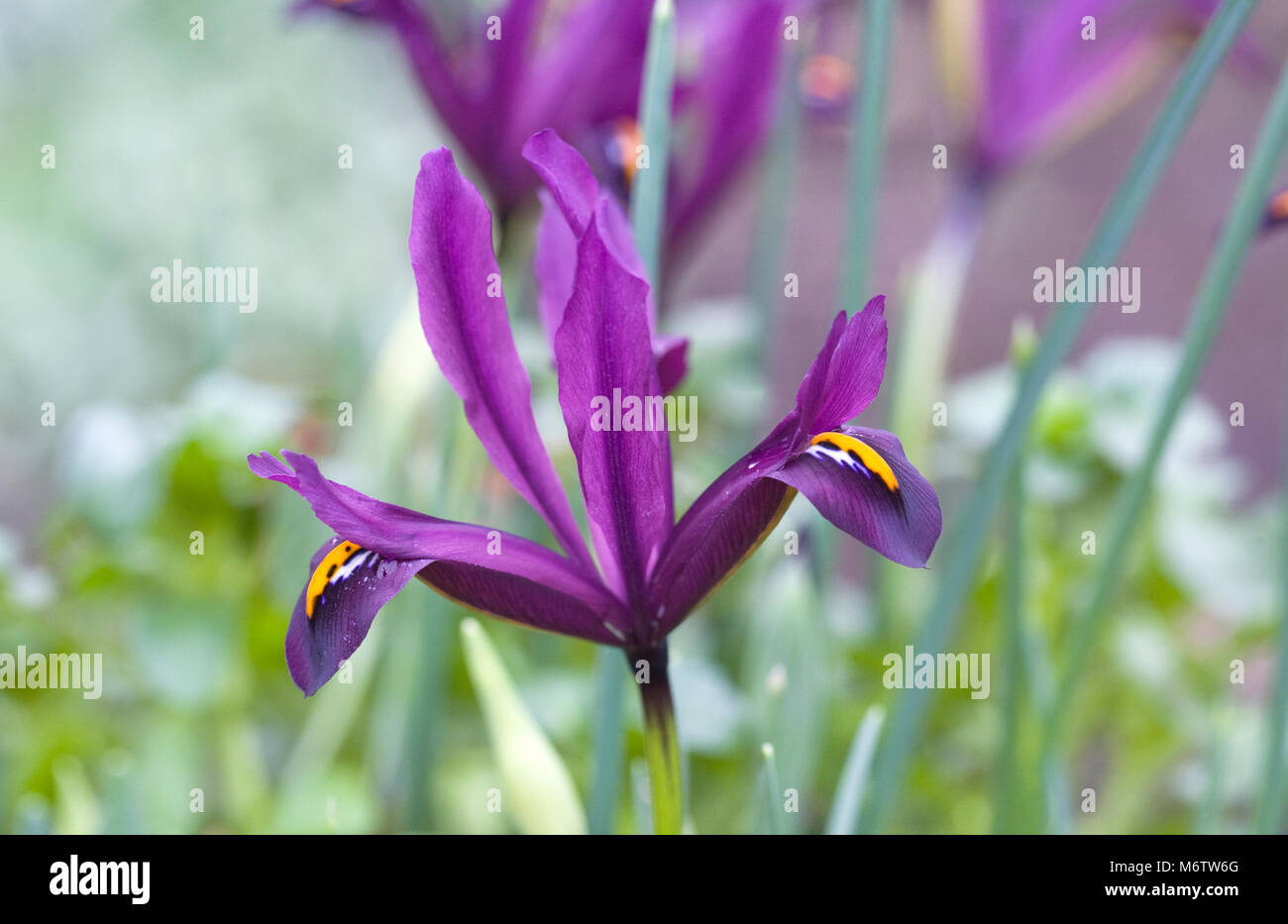 Iris reticulata flowers Stock Photo - Alamy
