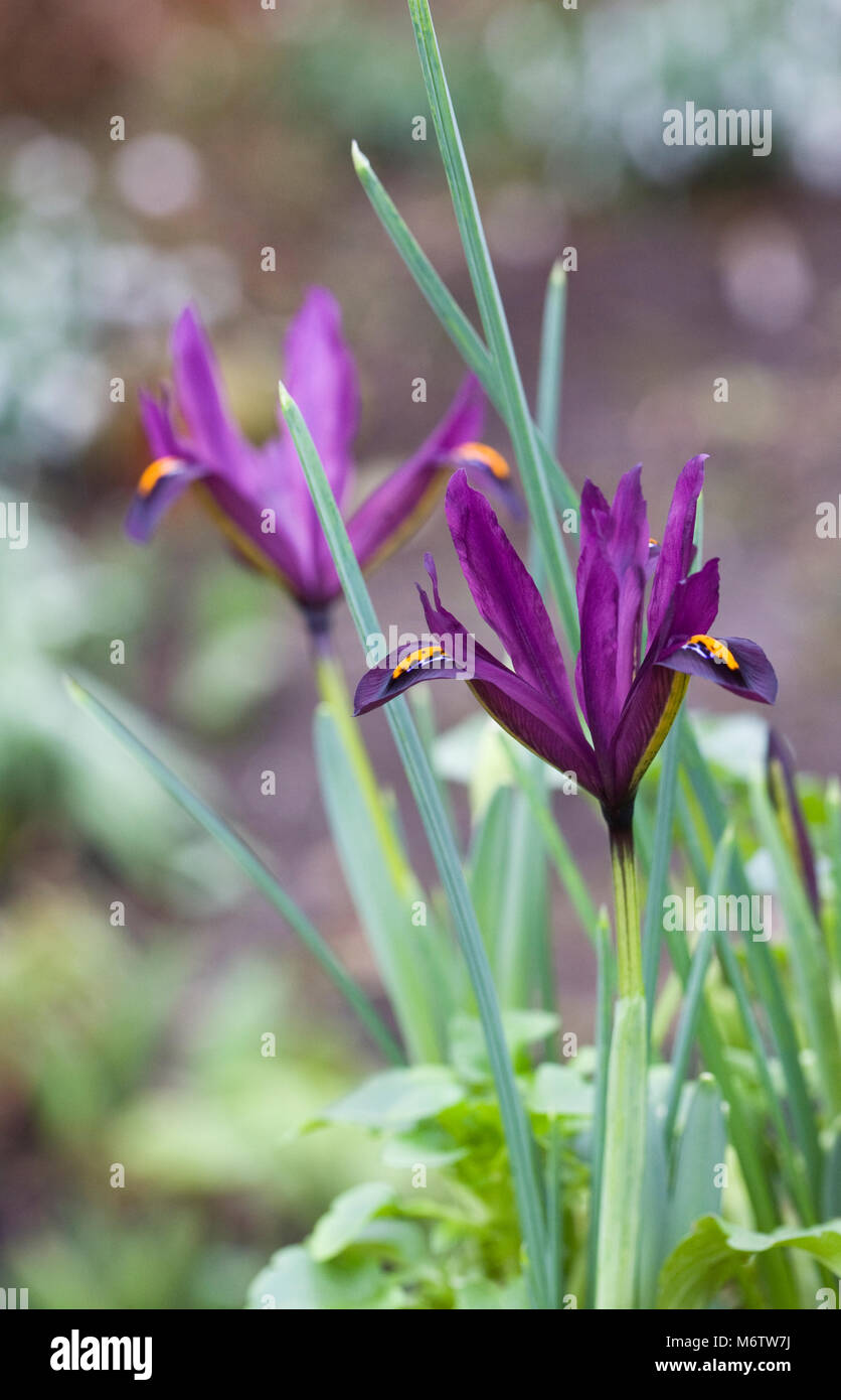 Iris reticulata flowers Stock Photo - Alamy