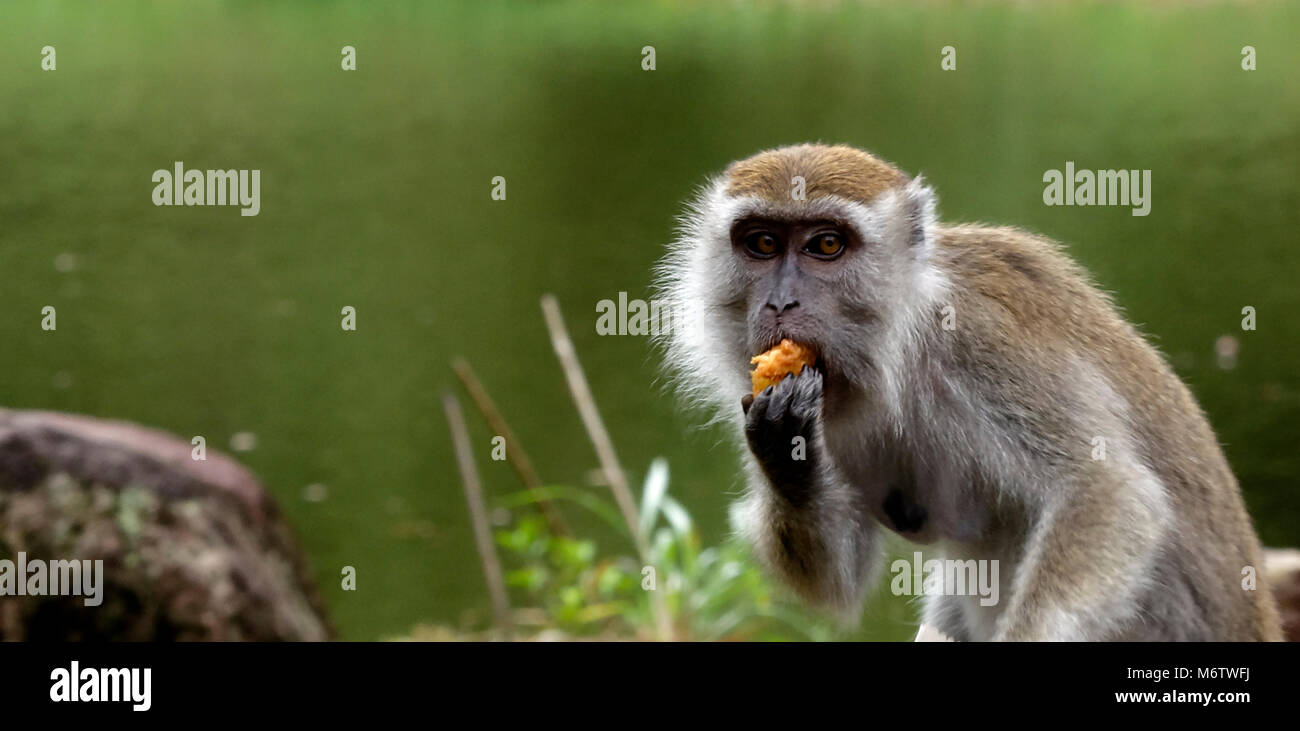 Grey long tail Macaque monkey eating food scavenged Stock Photo - Alamy