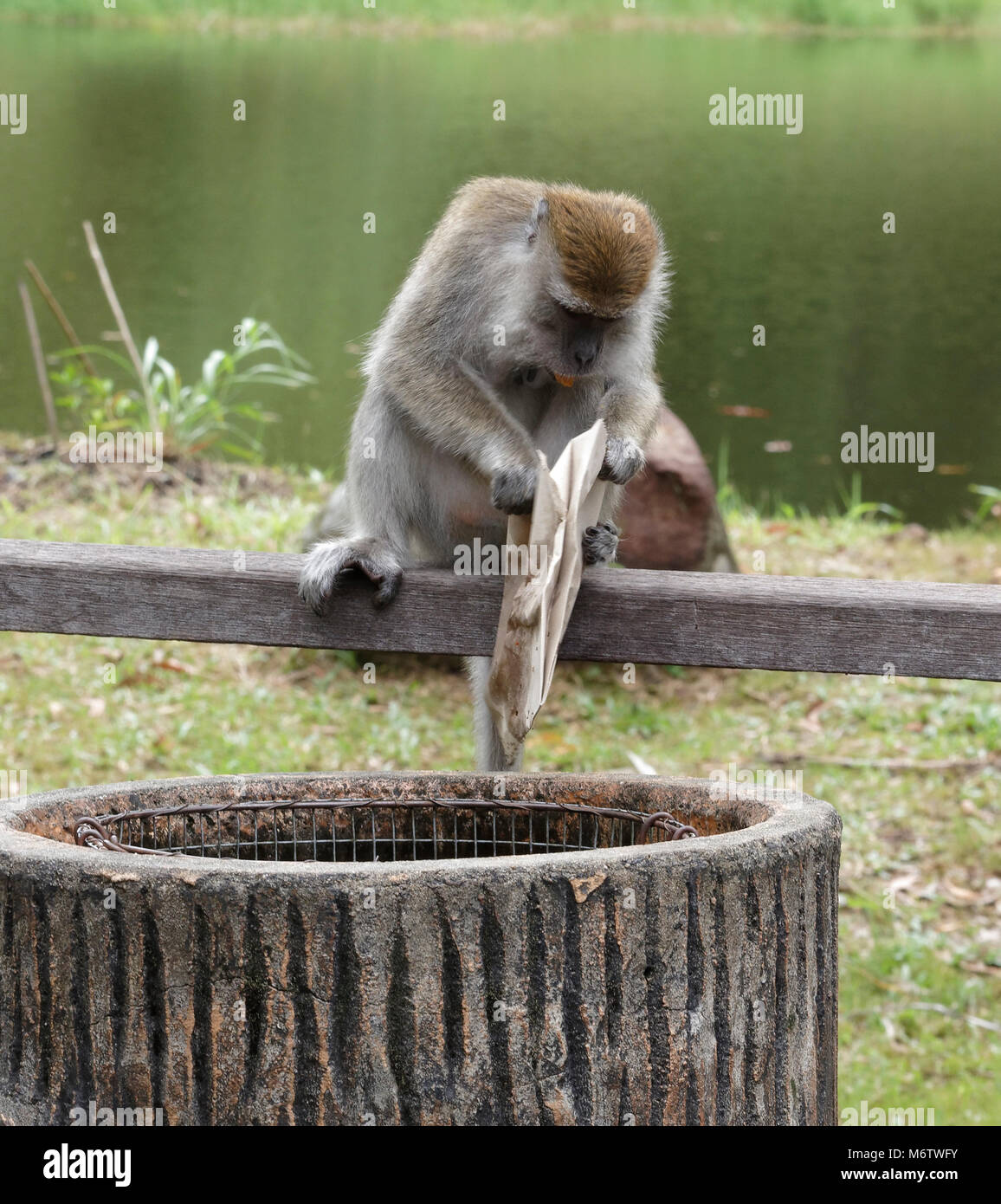 Grey long tail Macaque monkey eating food scavenged Stock Photo - Alamy