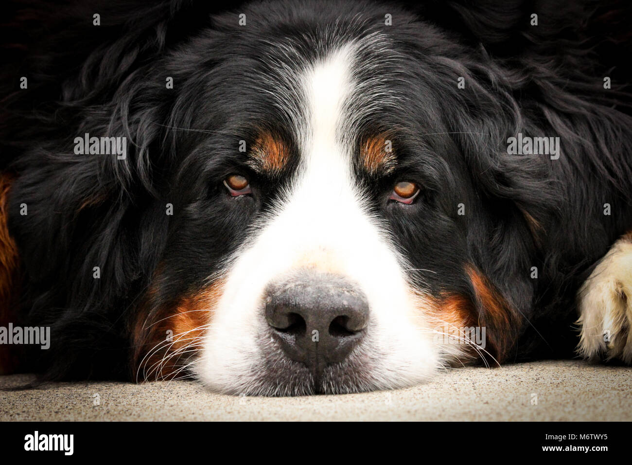 Bernese Mountain Dog Adult