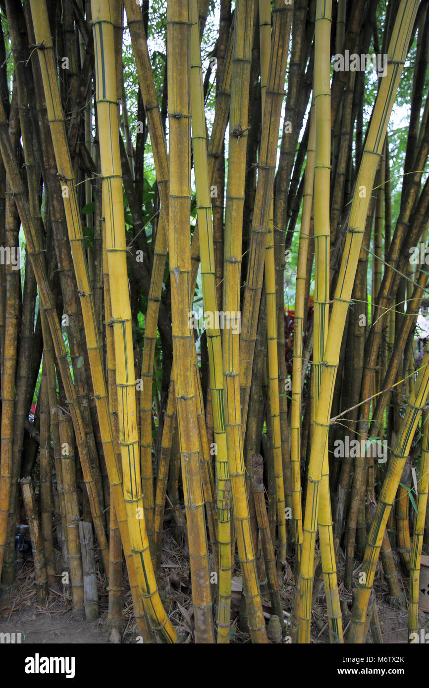 bamboo in luang prabang laos Stock Photo - Alamy