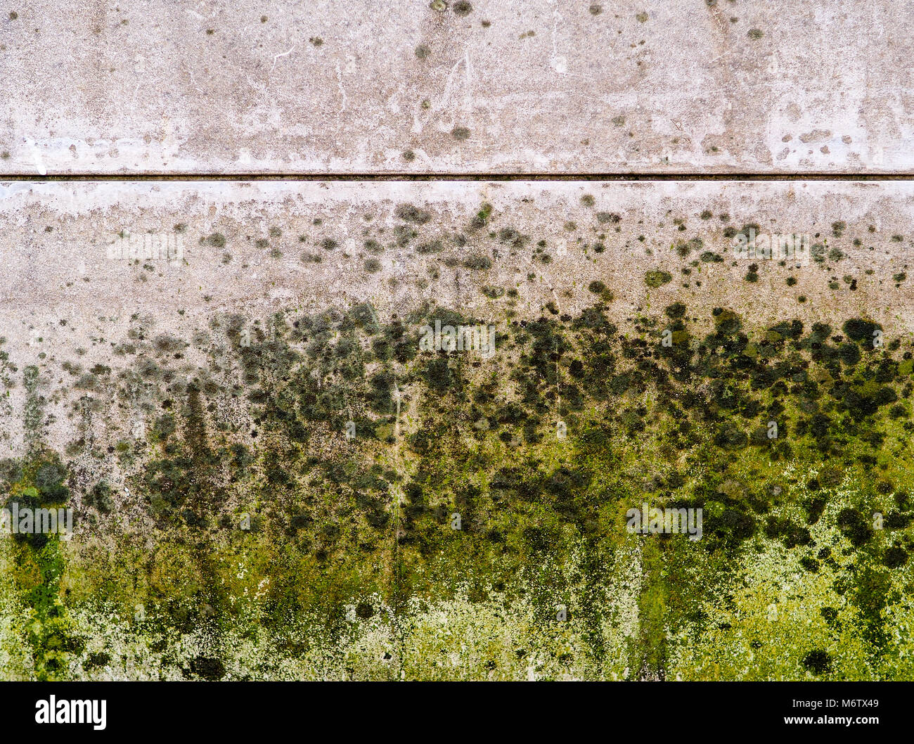 Water mold hi-res stock photography and images - Alamy