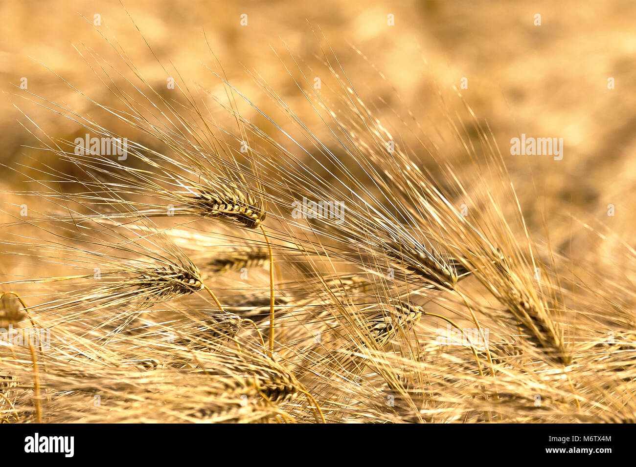 Barley field crop harvest hi-res stock photography and images - Alamy
