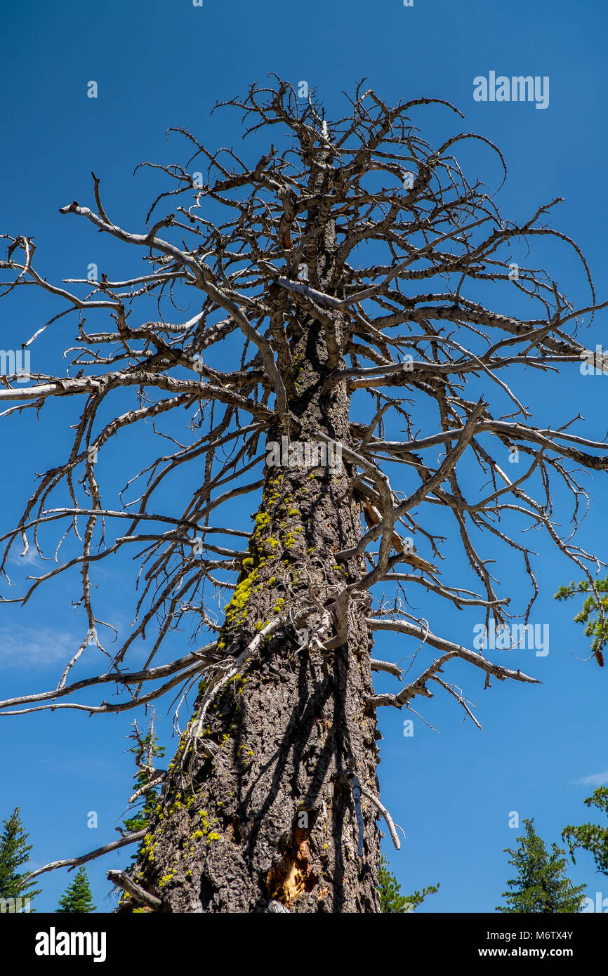 dead tree on blue sky Stock Photo - Alamy
