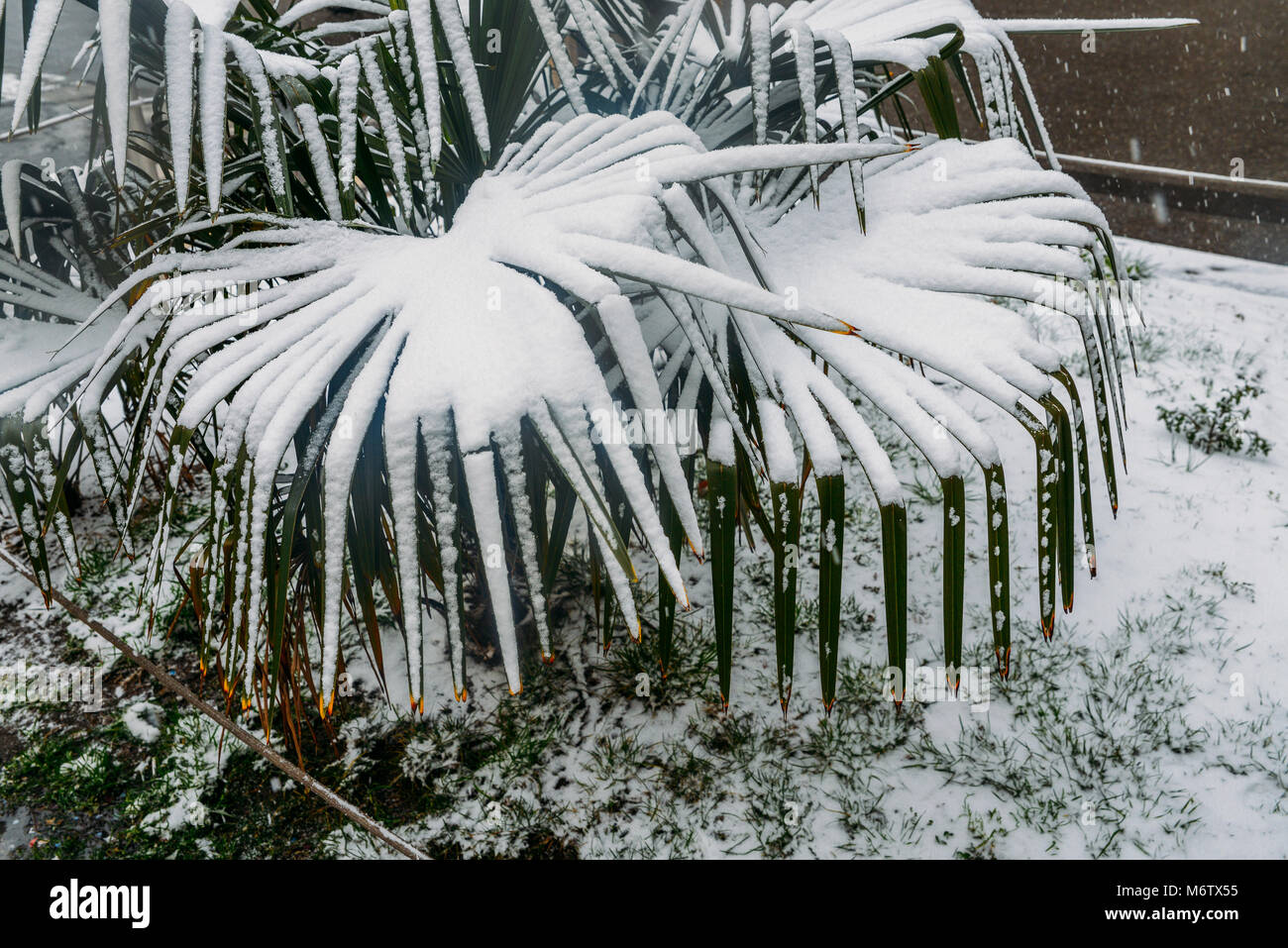 Palm tree snow winter hi-res stock photography and images - Alamy