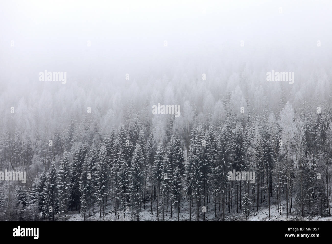 Landscape with fog over snowy forest in winter Stock Photo - Alamy