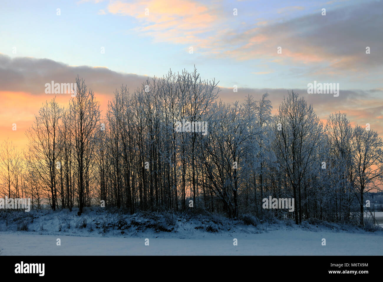 Sunset sky behind frosted trees in winter Stock Photo - Alamy