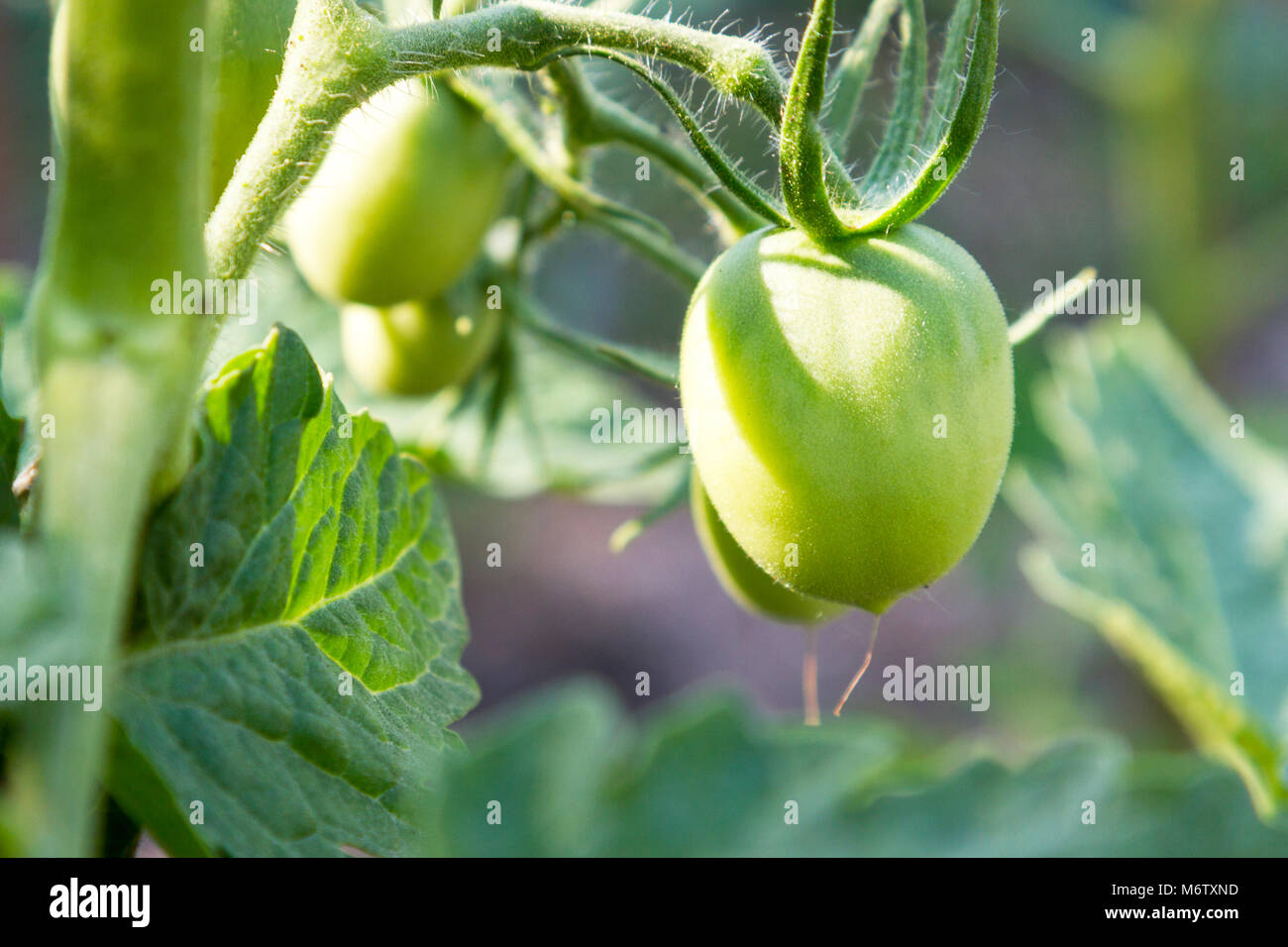 Damaged rotten green tomato by insect bite on farm in summer. healthy ...