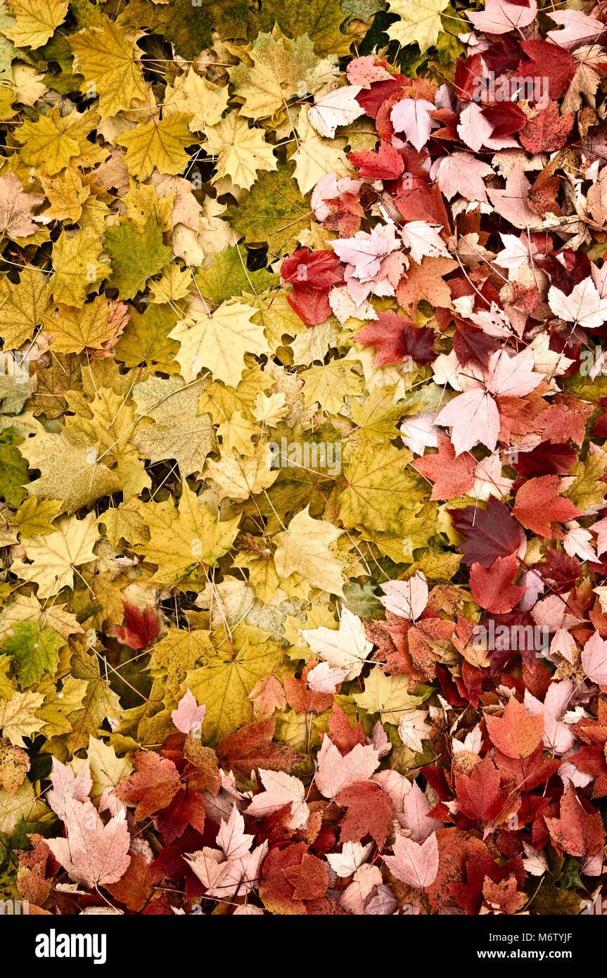 Colorful fallen maple leaf pattern from Silver Maple and Sugar Maple ...