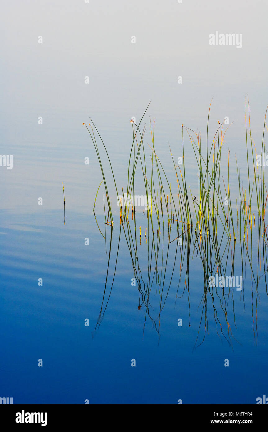 Pfas wildlife hi-res stock photography and images - Alamy