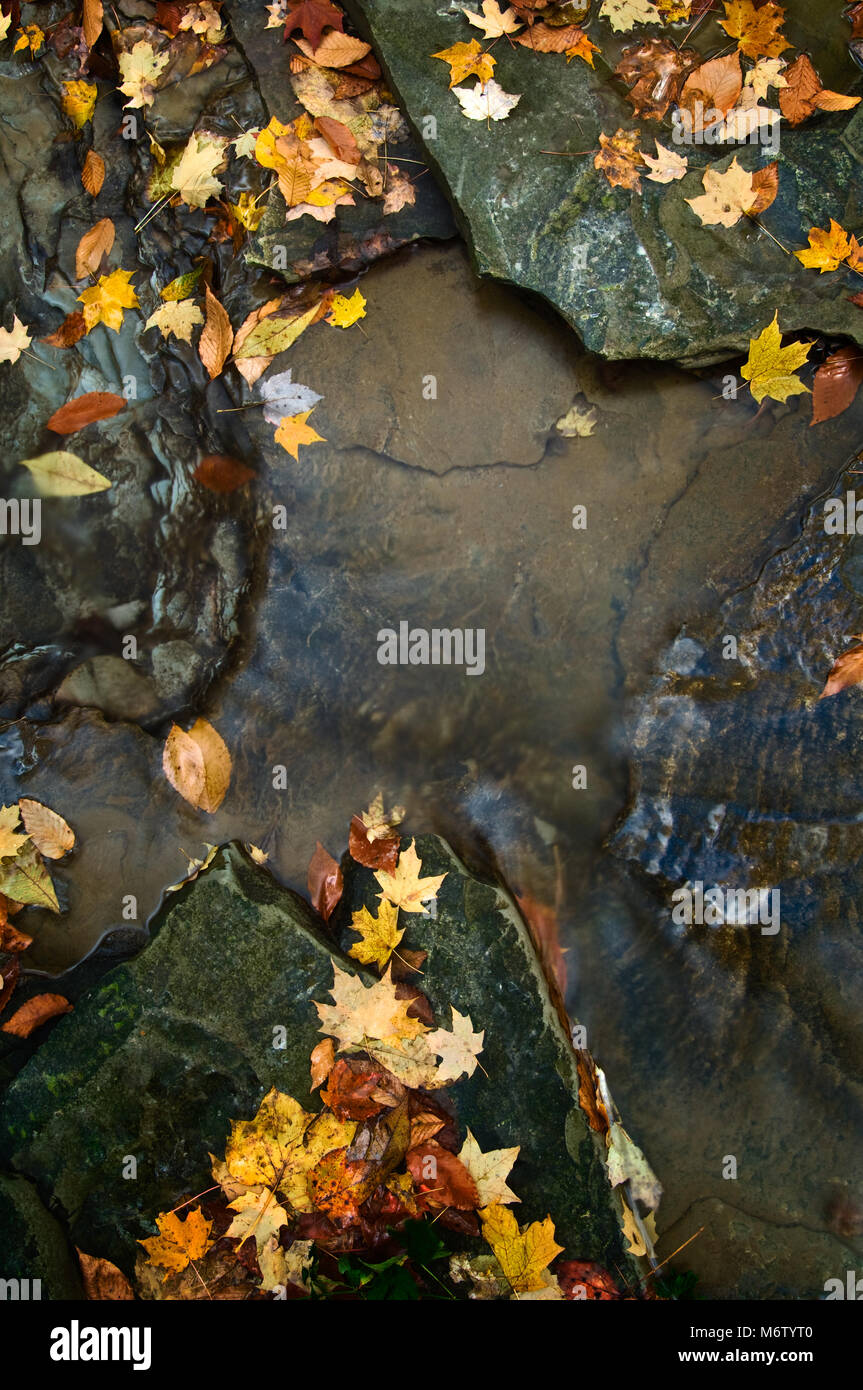 Autumn leaves on rocky river segment of the Chagrin River, Ohio, USA ...