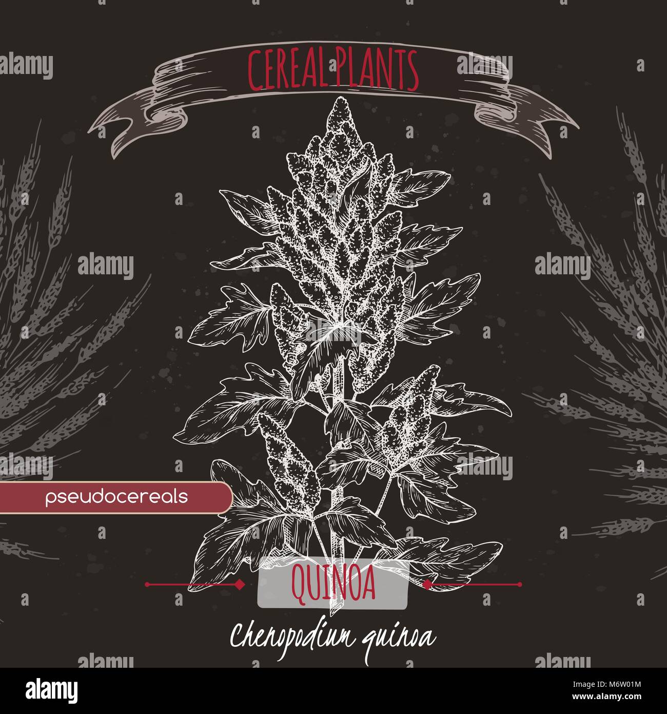 Chenopodium quinoa aka quinoa sketch on black. Cereal plants collection ...