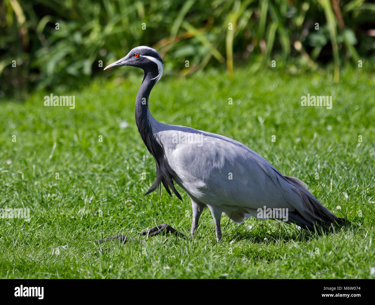 Demoiselle Crane (anthropoides virgo Stock Photo - Alamy