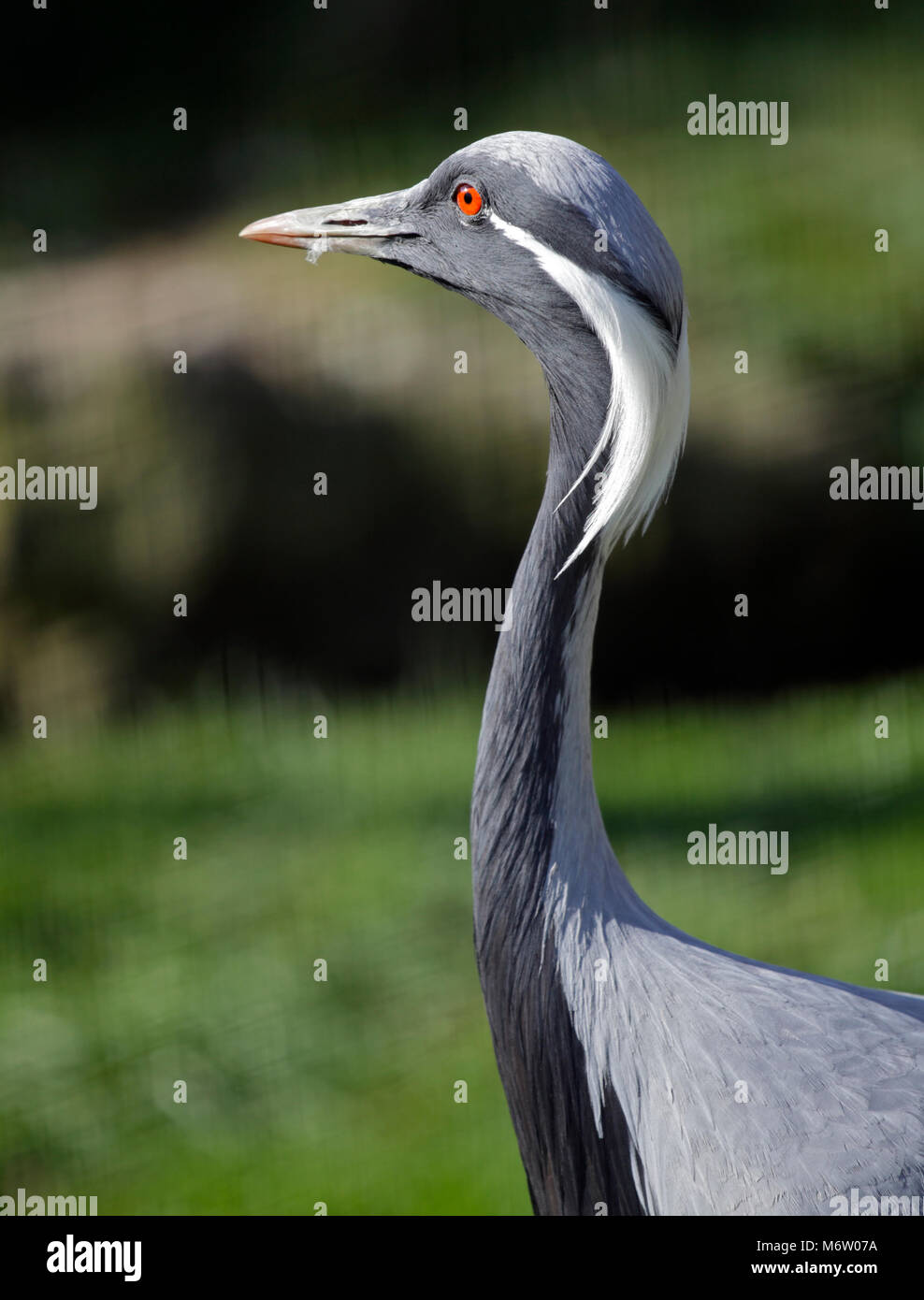 Demoiselle Crane (anthropoides virgo Stock Photo - Alamy