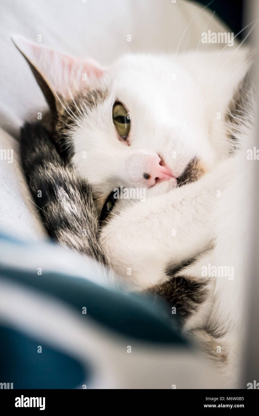 Curled cat tail hi-res stock photography and images - Alamy
