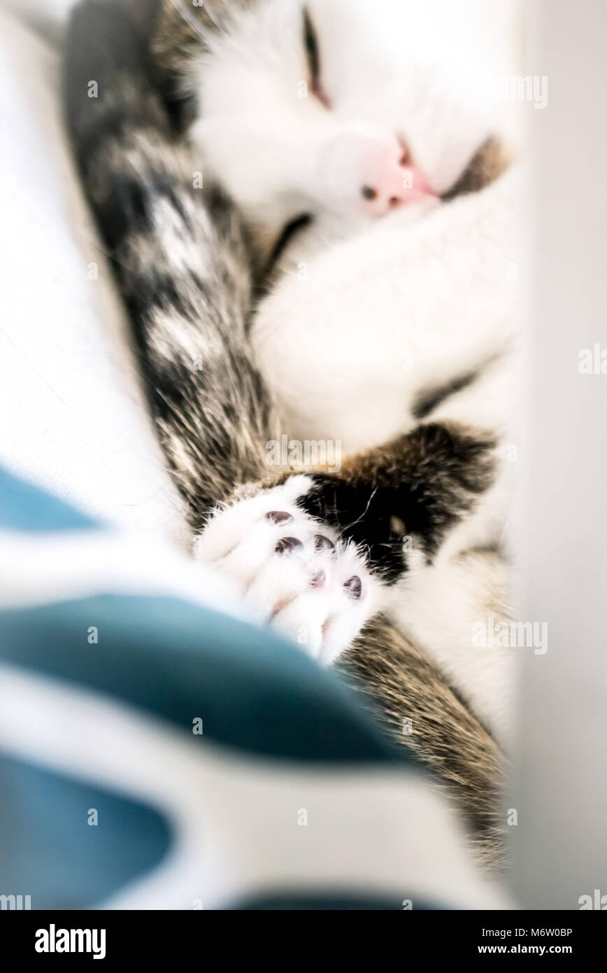 Muggi - Cute, curled up cat showing her paw. Looks like a little angel ...