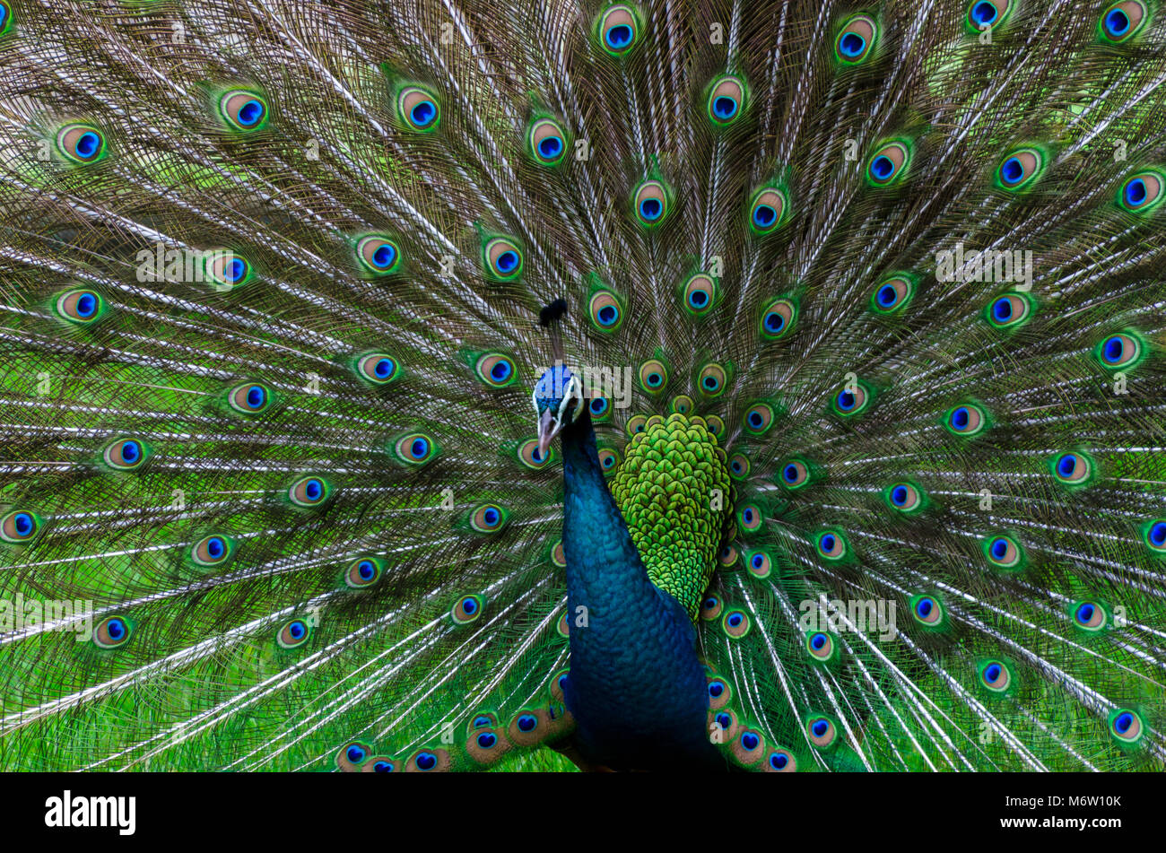 peacock peacock Beautiful tail show pattern green spot Stock Photo - Alamy
