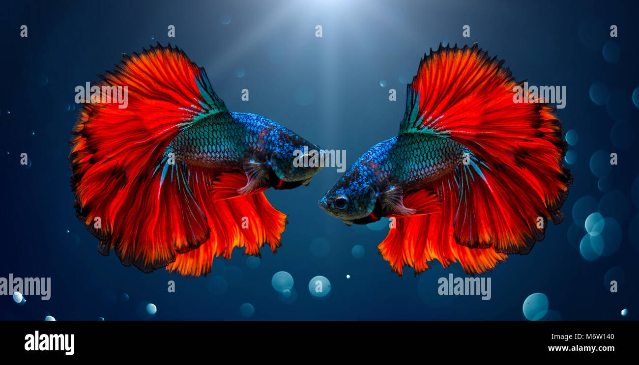 Blue siamese fighting fish hi-res stock photography and images - Alamy