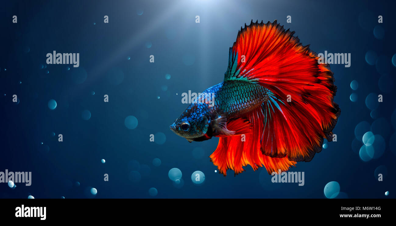 Fighting fish Red blue Light background with bokeh Stock Photo - Alamy