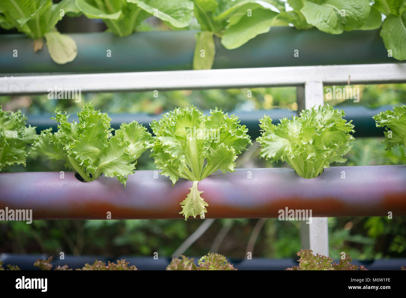 Lettuces growing in pipe Stock Photo - Alamy