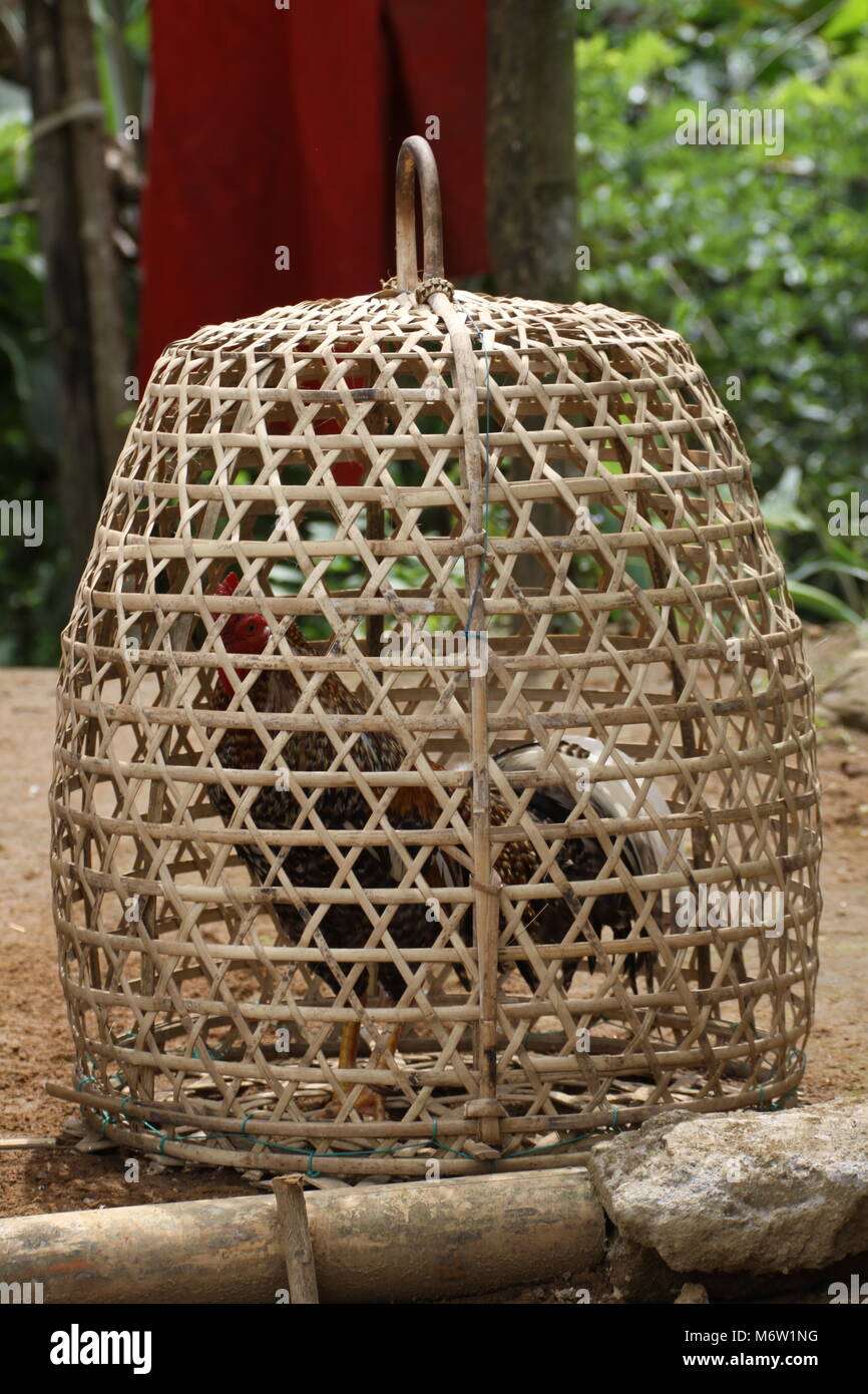 Chicken in a basket Stock Photo - Alamy