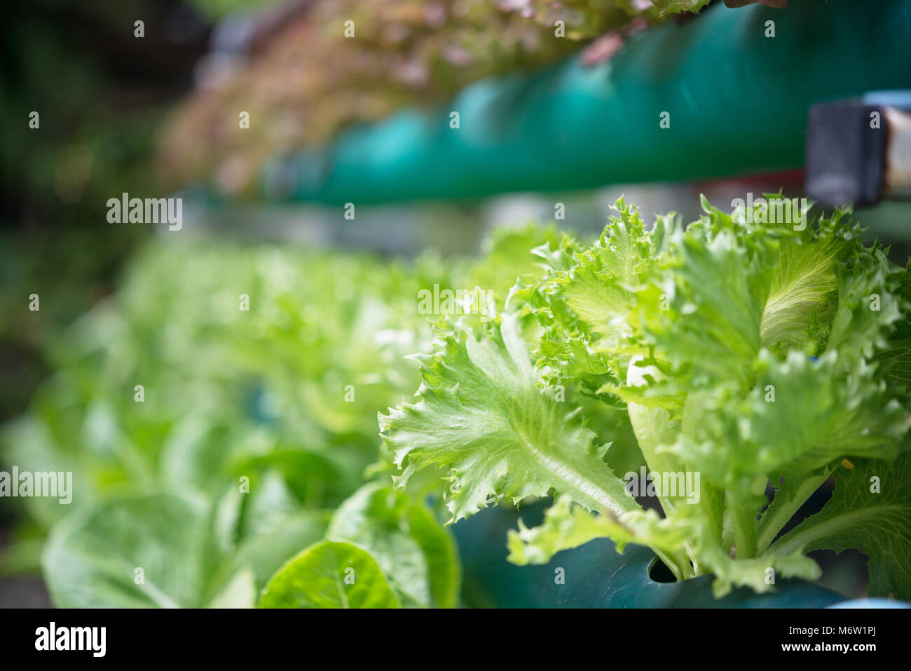 Fresh lettuce growing in pipe Stock Photo - Alamy