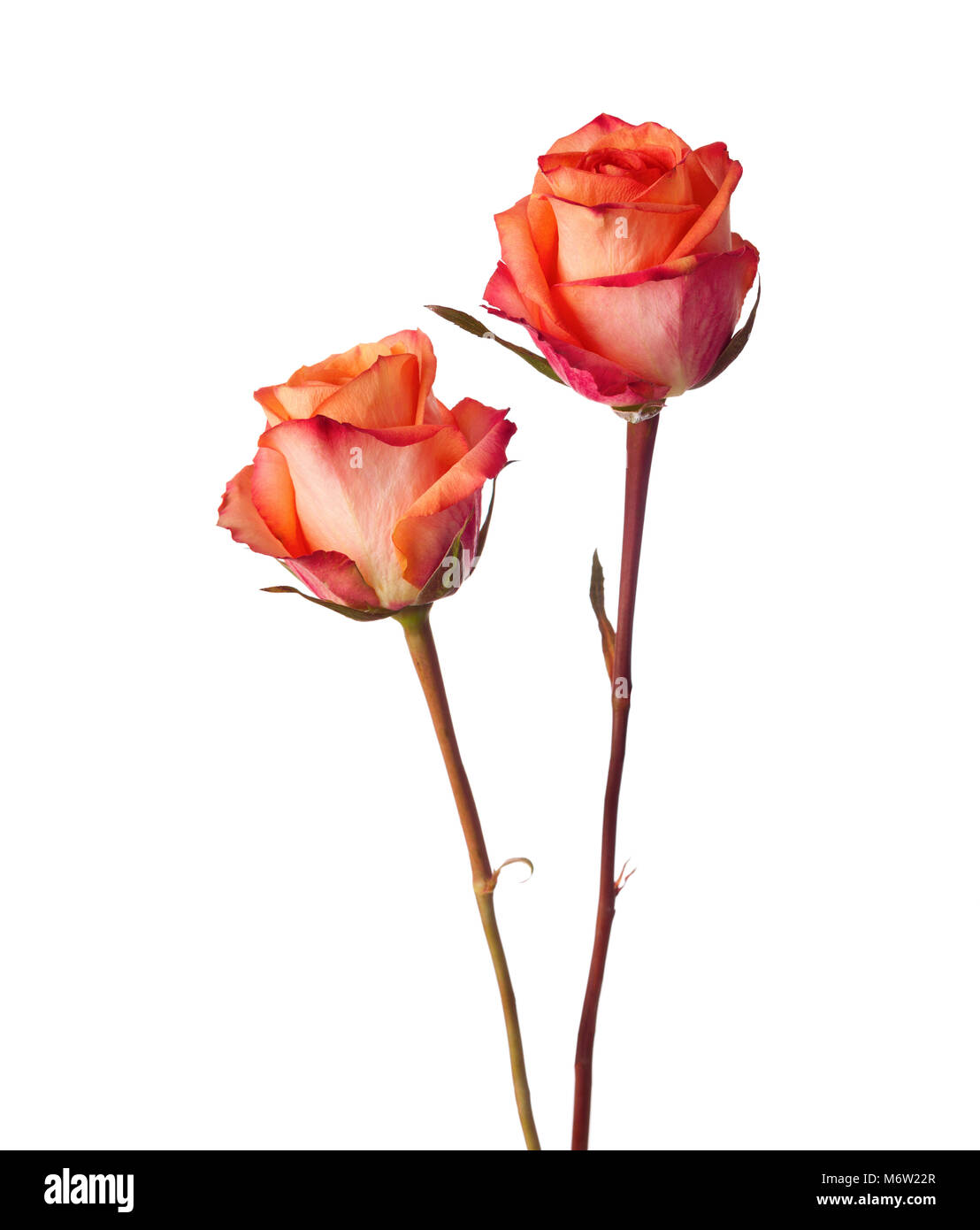 Two orange roses isolated on white background Stock Photo - Alamy