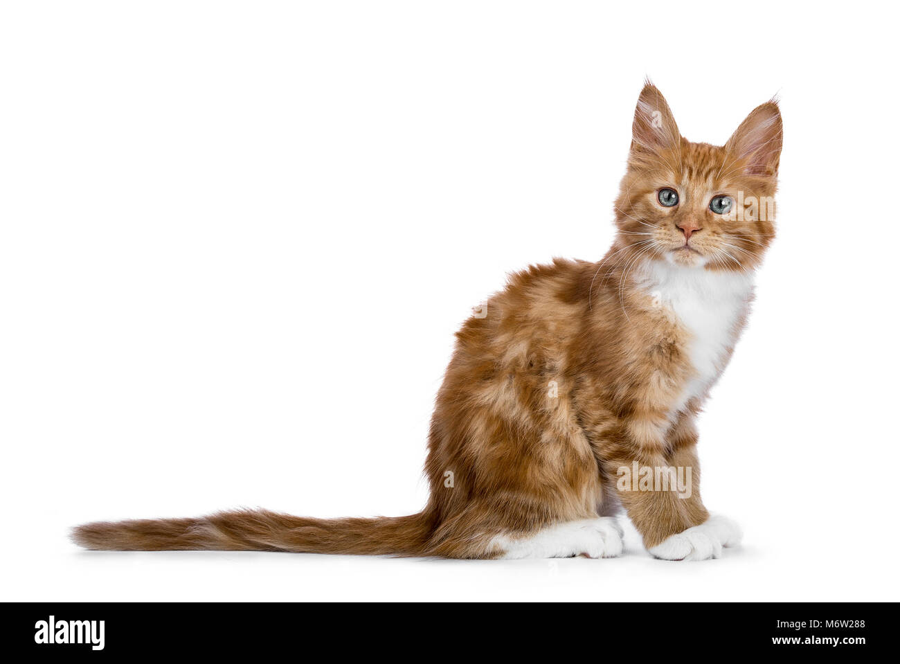 Red tabby Maine Coon cat / kitten sitting sideways tail straight behind him looking to the ...