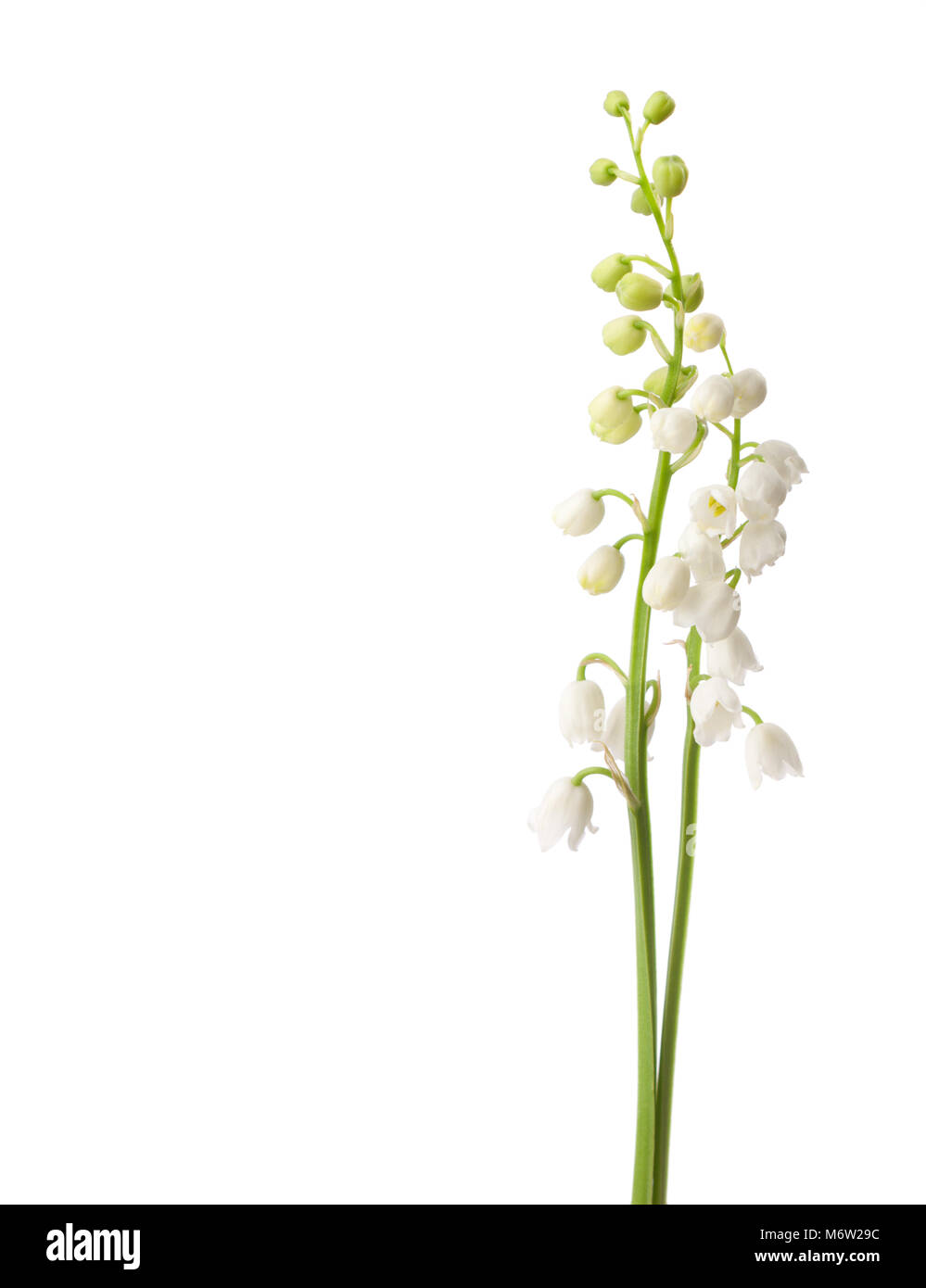 Two small flowers green Cut Out Stock Images & Pictures - Alamy