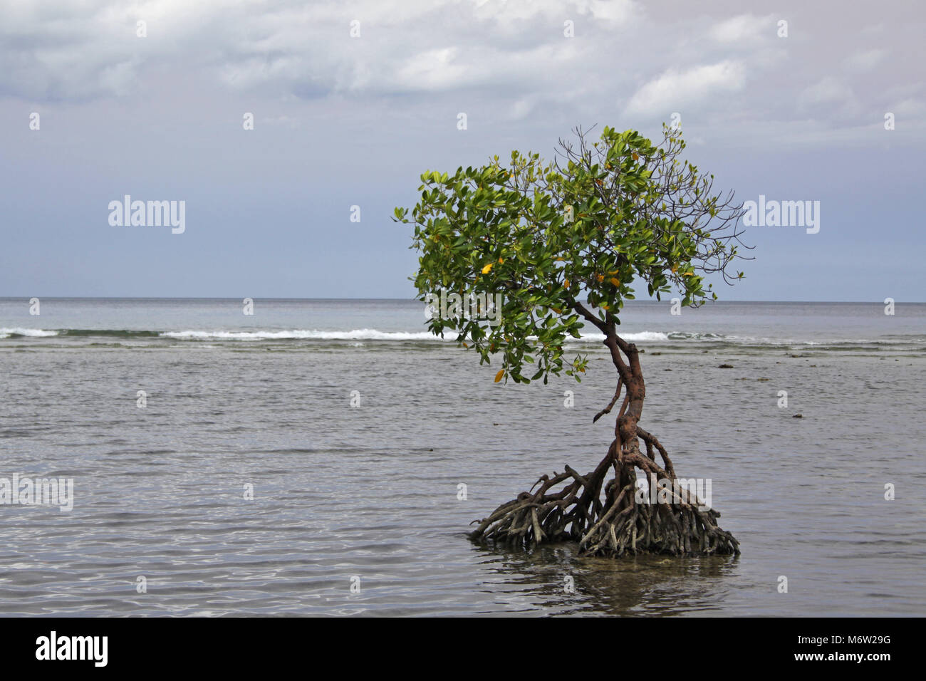 Single mangrove tree in the sea Stock Photo - Alamy