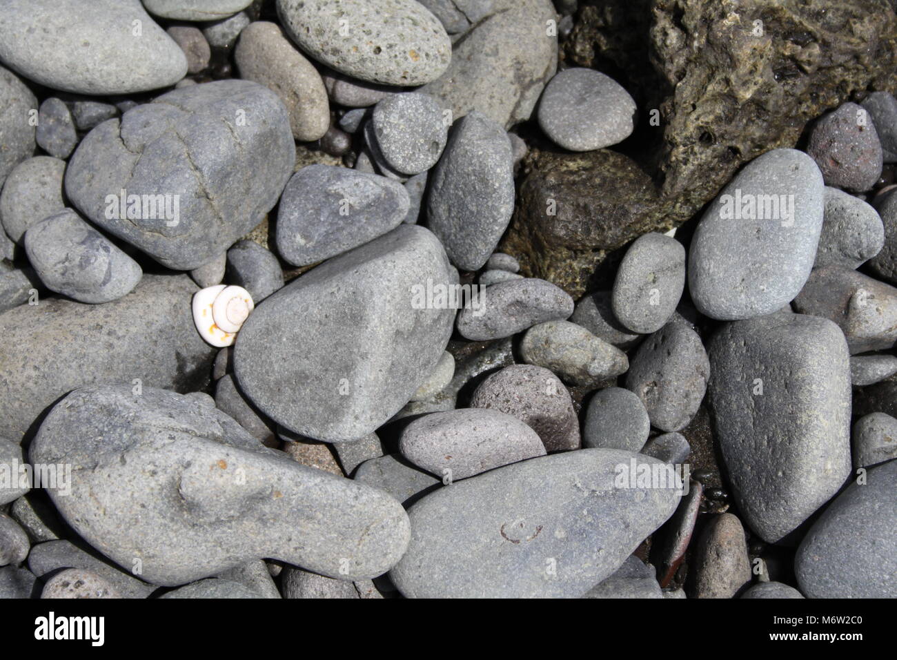 Black pebbles shells and coral on the beach Stock Photo - Alamy