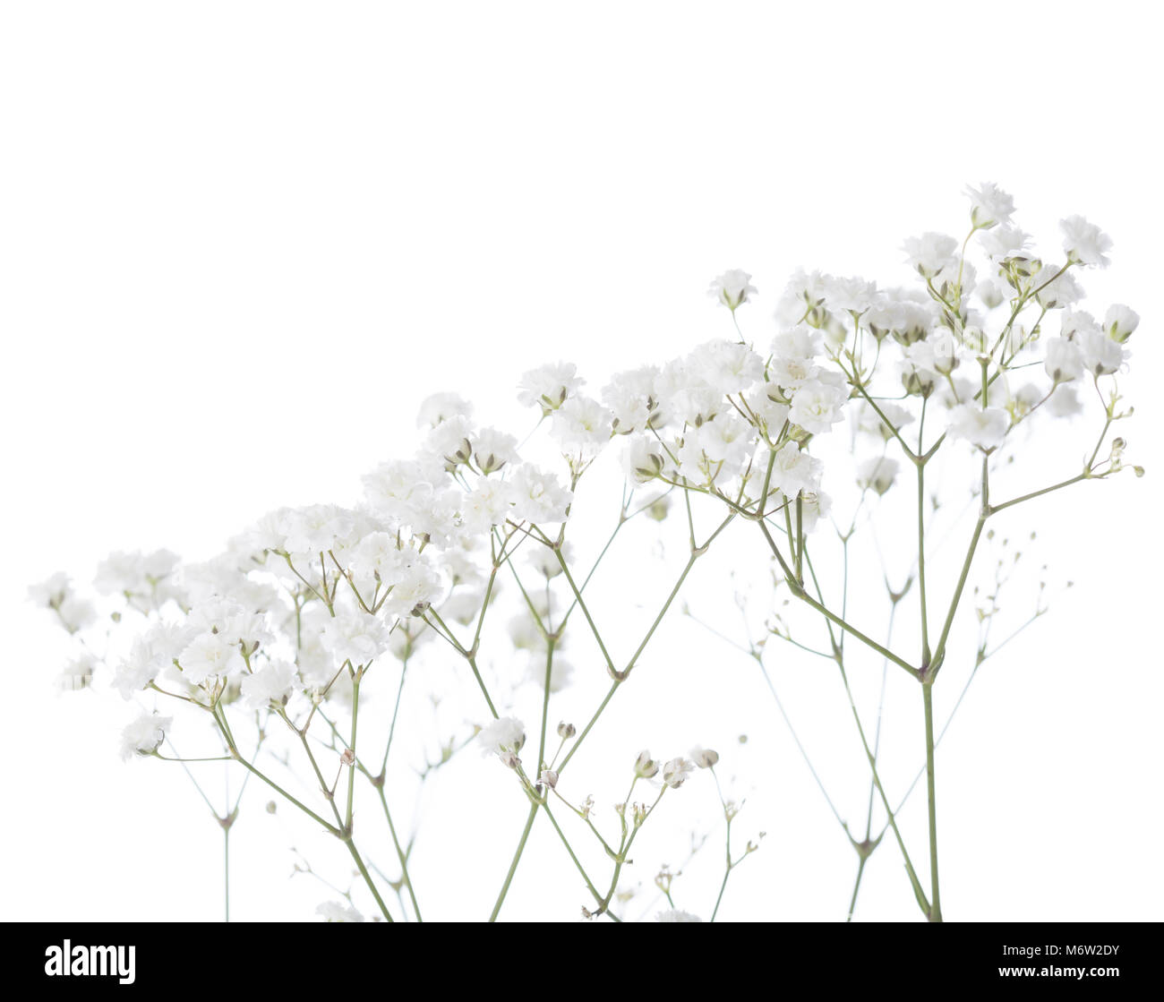 Gypsophila isolated on white background. Shallow depth of field ...