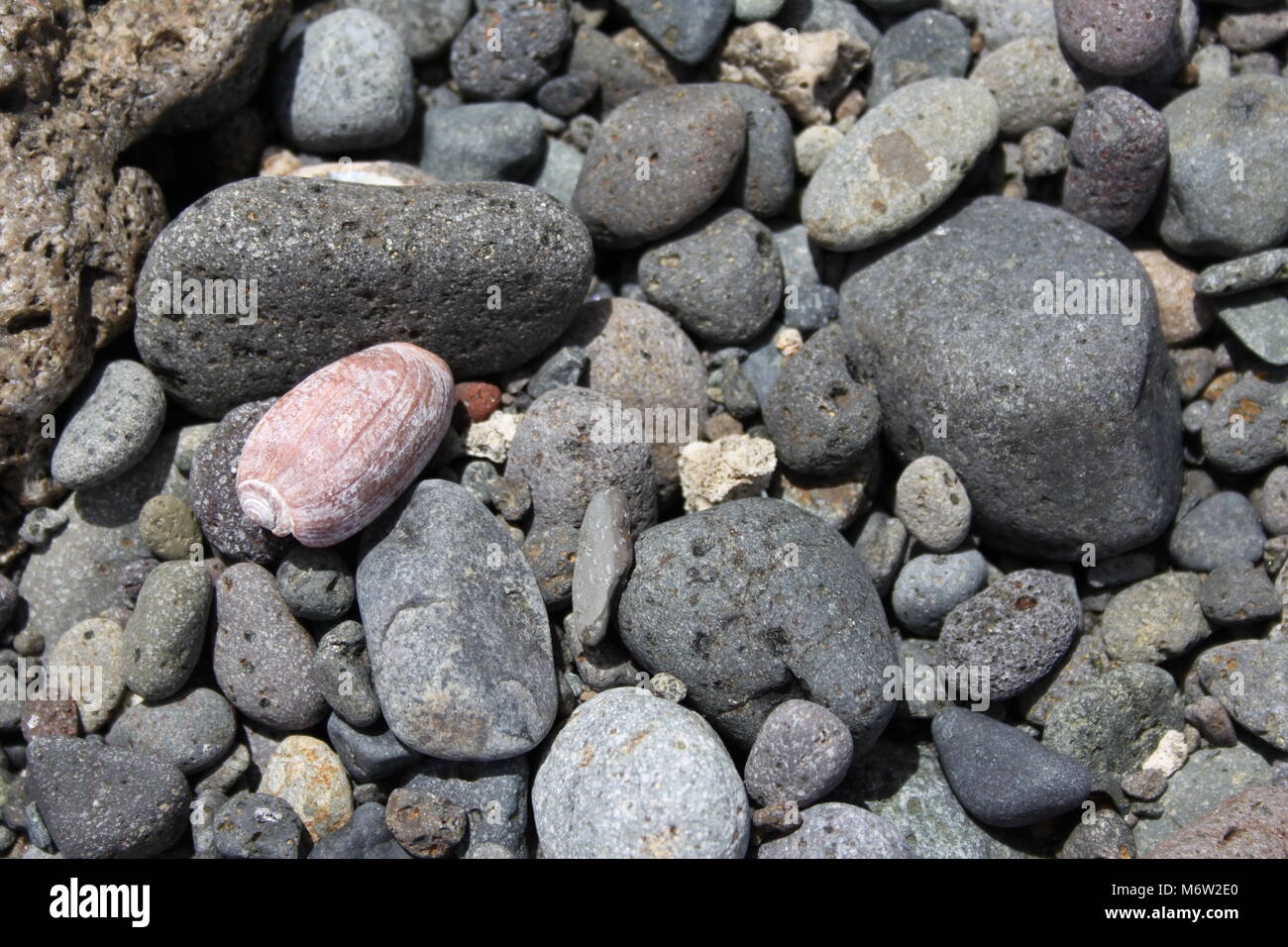 Black pebbles shells and coral on the beach Stock Photo - Alamy