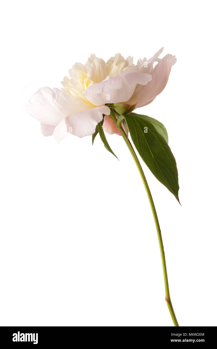 Pale pink peony isolated on white background Stock Photo - Alamy