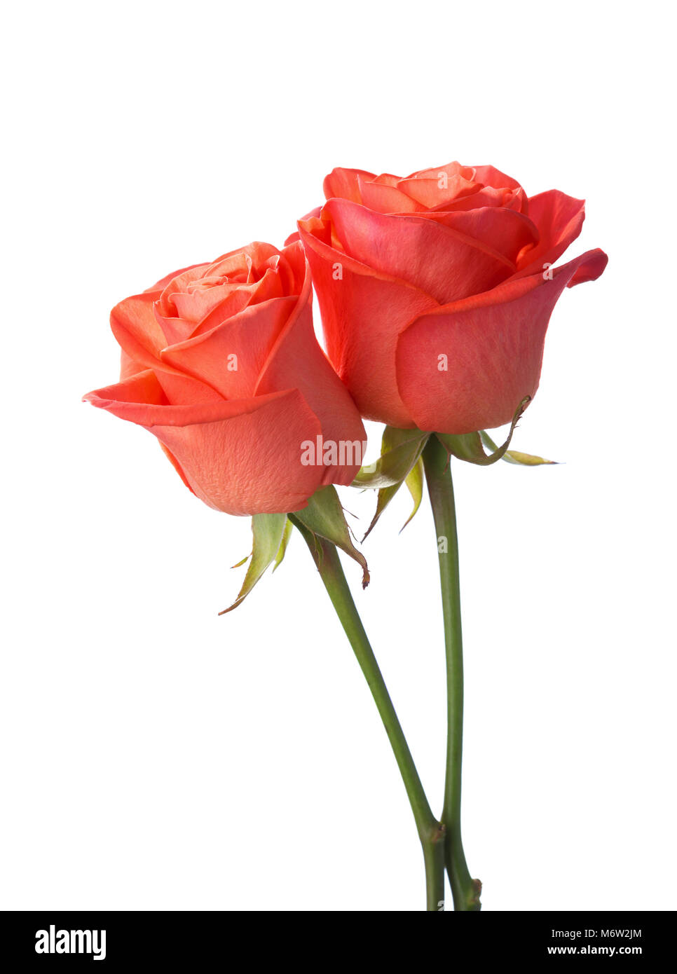 Two orange roses isolated on white Stock Photo - Alamy