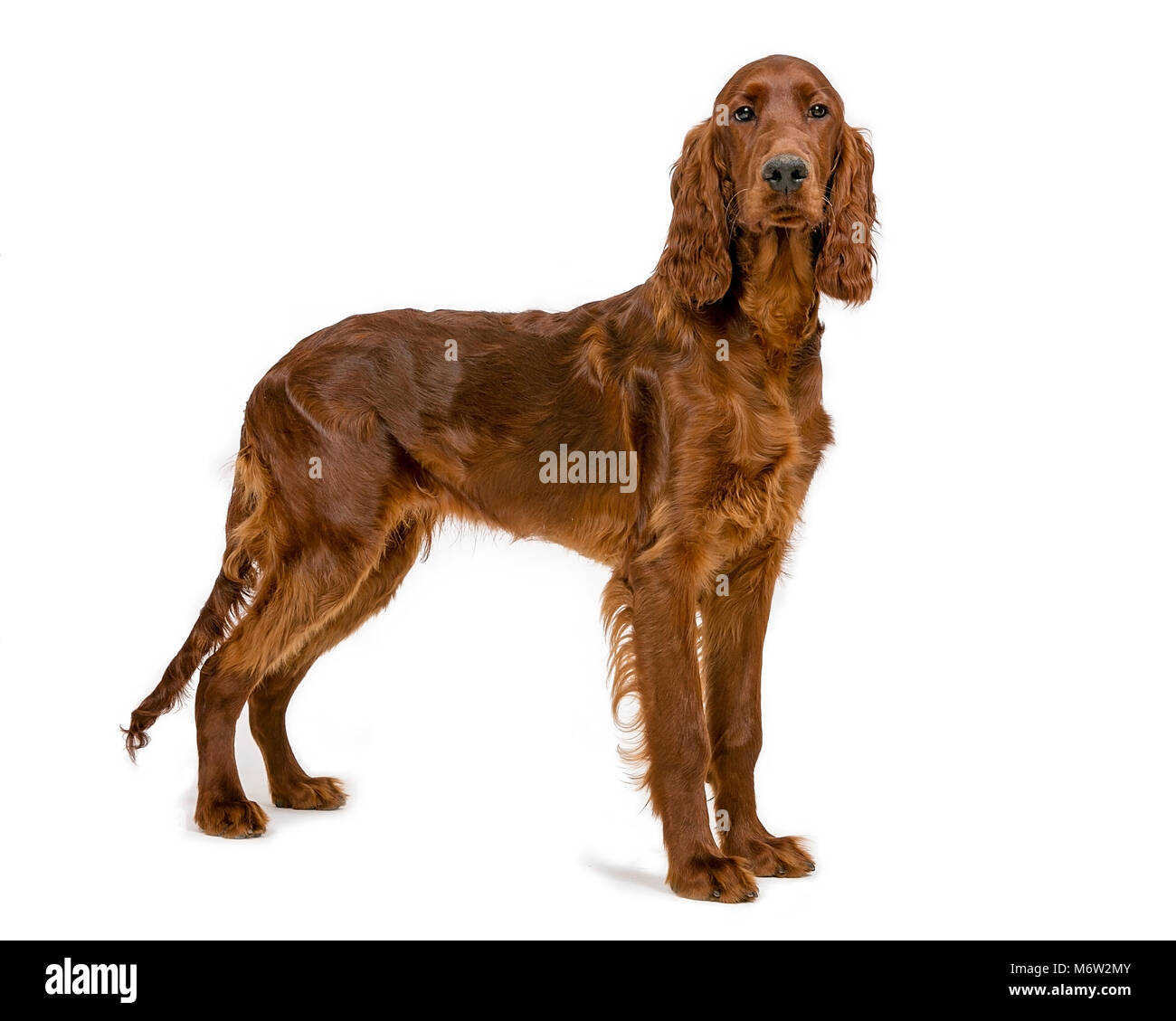 Four month old Irish Red Setter standing Stock Photo - Alamy